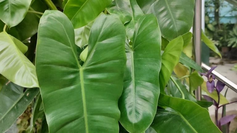 Philodendron Domesticum: Care & Propagation Guide – The Plant Guide